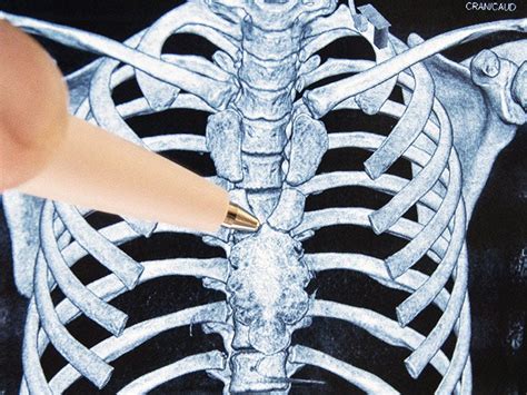 Thymus Gland Function Location Hormones And More