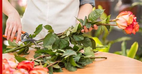 Как укоренить розу из букета секреты выращивания цветка Herbs