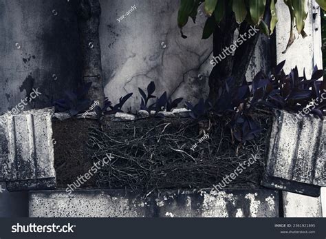 4 366 Tree Root Concrete Images Stock Photos Vectors Shutterstock