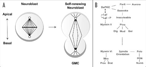 Molecular Mechanisms Involved In Asymmetric Neuroblast Division A