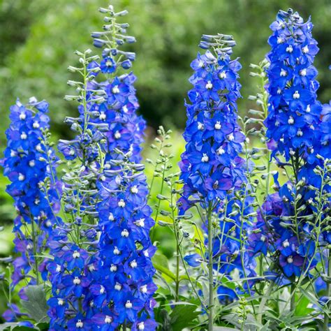 Ridderspoor Biologische Tuinplanten Sprinklr