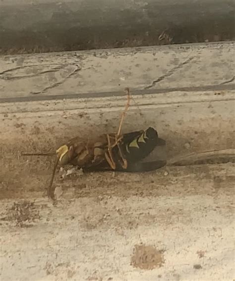 Wasp In North Carolina R Whatsthisbug