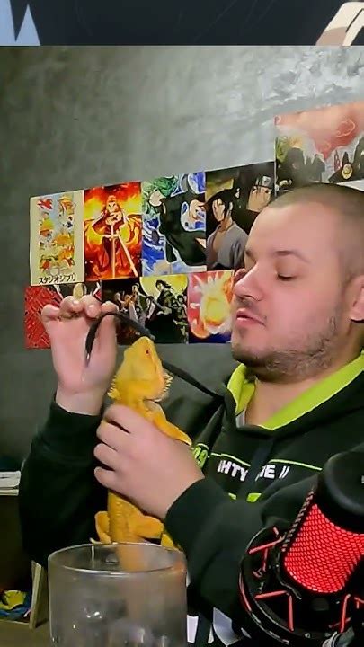 як я дивлюся аніме або коли агамичу нудно тварини бородатагама аніме Youtube