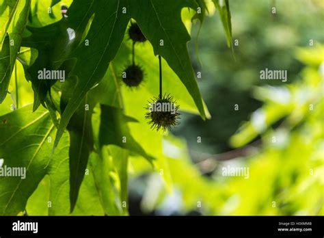 The Fruits And Leaves Of An Oriental Plane Tree Platanus Orientalis