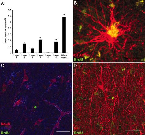 Neocortical Neurogenesis In Humans Is Restricted To Development PNAS