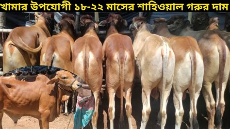 রাজশাহী সিটি হাটে ১৫ ১৮ মাসের খামার উপযোগী শাহিওয়াল বাছুরের দরদাম।।২২