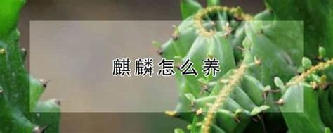 麒麟怎么养 麒麟植物怎么养 养殖业 畜牧业资讯 畜牧 饲料 农百科 农百科