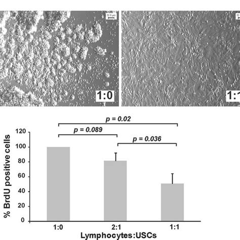 Uscs Surface Marker Expression Patterns Resemble Those Of Ascs A