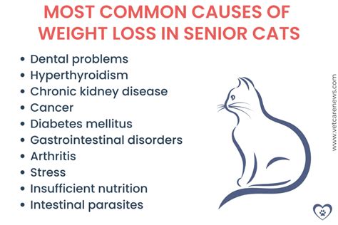 Old Cat Losing Weight Causes And Solutions Vetcarenews