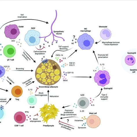 Immune Cell Interactions With Thermogenic Adipocytes In The