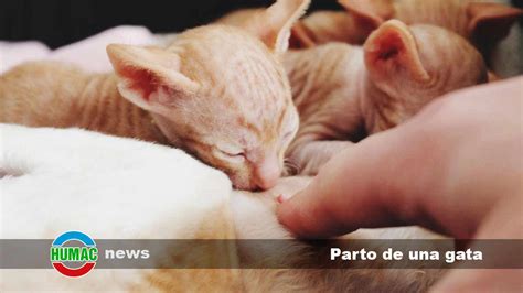 Parto de una gata Cómo es cuidados y consejos Humac
