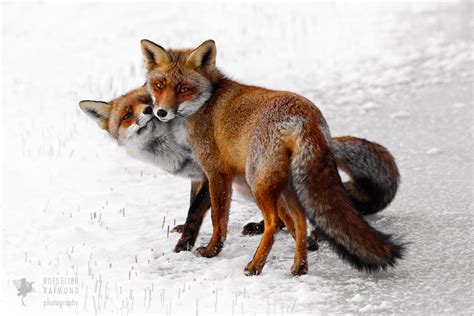 Fox Love By Thrumyeye On Deviantart