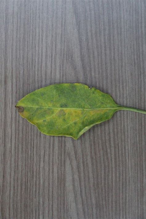 夏季辣椒病害防治 每日頭條