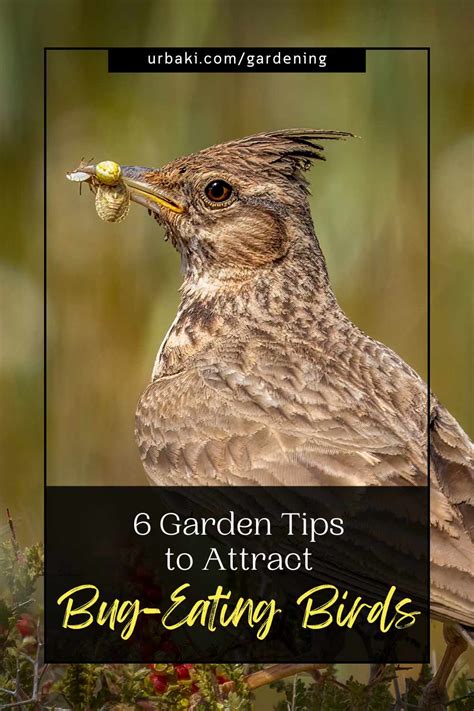 Garden Tips To Attract Bug Eating Birds