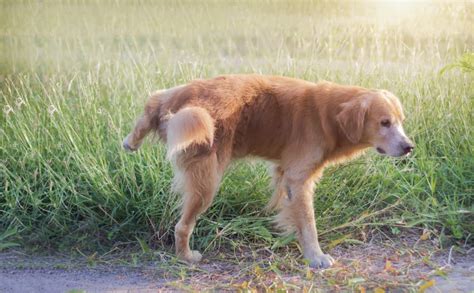 8 Reasons Your Dog Is Peeing A Lot Great Pet Care