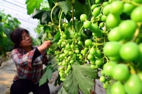 葡萄疏果技术分享（内含视频、图解）