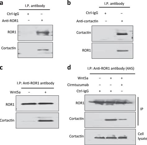 Association Of ROR1 With Cortactin In Primary CLL Cells A Immunoblot