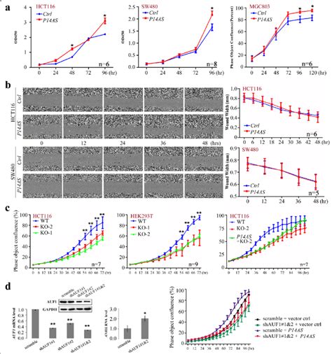 P14as Promoted Cancer Cell Proliferation A P14as Overexpression