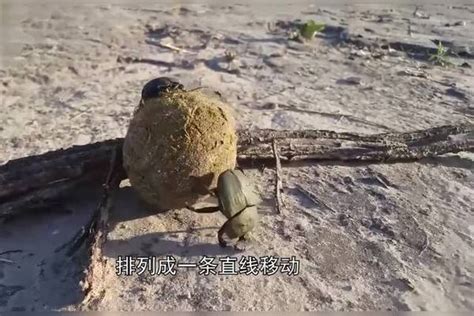 世界上最聪明的昆虫会制定御敌策略的蚂蚁你见过吗 昆虫 策略 蚂蚁