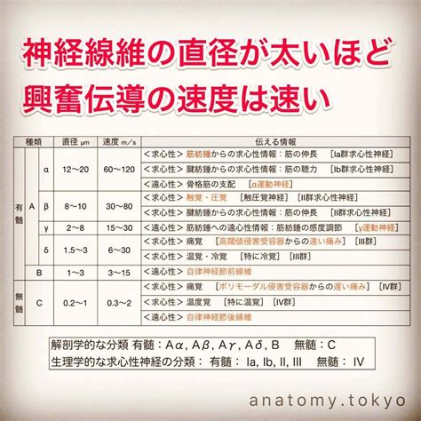 解剖学anatomy tokyo on Tumblr