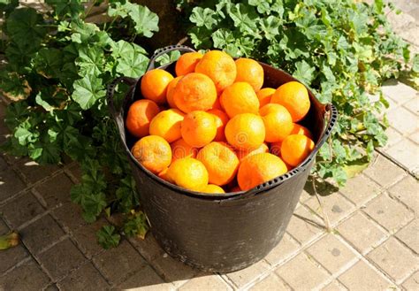 Rubber Baskets Full Of Bitter Oranges In Seville Stock Image Image Of