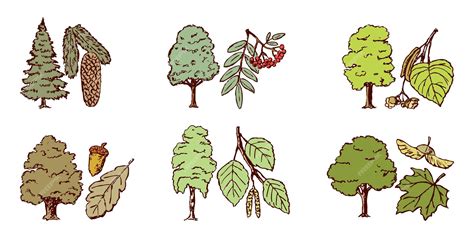 Premium Vector Hand Drawing Of Various Deciduous Tree With Ripe Seeds