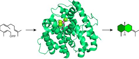 Bjoc Enzymes In Biosynthesis