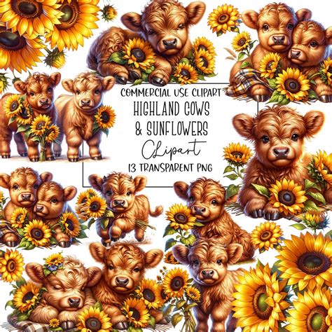 Highland Cow Sunflowers Highland Calf Sunflowers Highland Cow Clipart PNG File