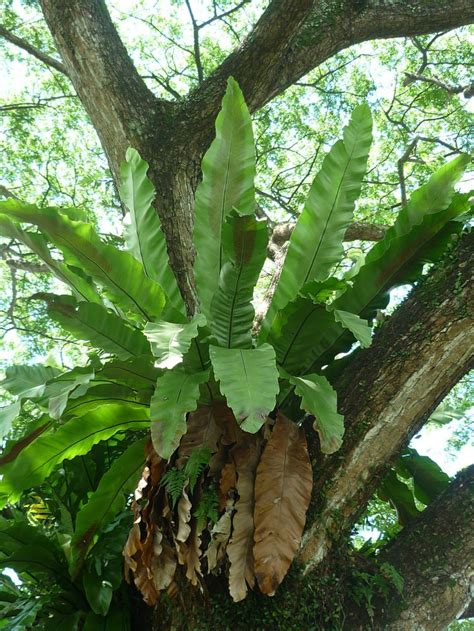 Types Of Fern Plants On Since Ferns Do Not Have Flowers And