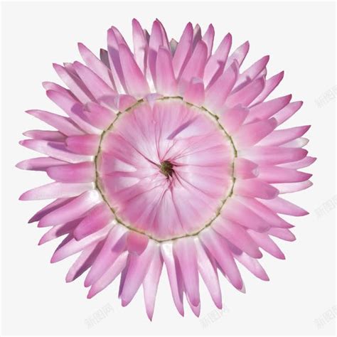 鲜花唯美png图片免费下载 素材rwsctuzm 88ICON