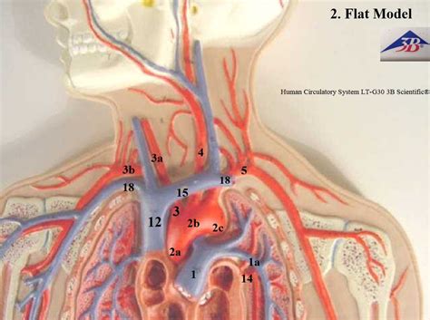 Anatomy Chap 4 P1 Diagram Quizlet