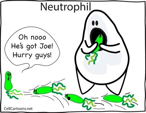 Neutrophil Engulfing Bacteria Phagocytosis Cell Cartoons