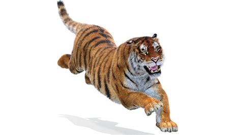 Leopard Cub 3d Model For Download Promax3d
