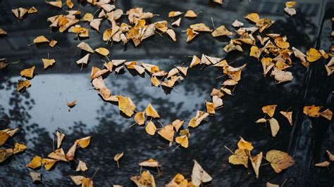 Foliage Autumn Heart Dry Fallen 4k HD Wallpaper