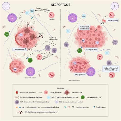 Pdf The Dual Role Of Necroptosis In Pancreatic Ductal Adenocarcinoma