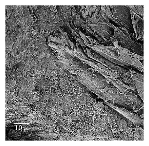 Sem Image Of Cryogenically Fracture Surface Of Treated A Ut Rpp B