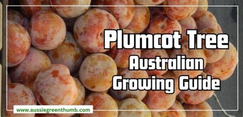 How To Grow Lychee Trees In Australia AGT
