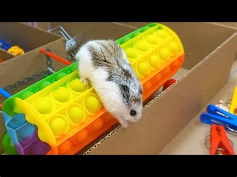 🟢 ХОМЯК в ЛАБИРИНТЕ 🐹 [ Лабиринт и Поп Ит ] - YouTube