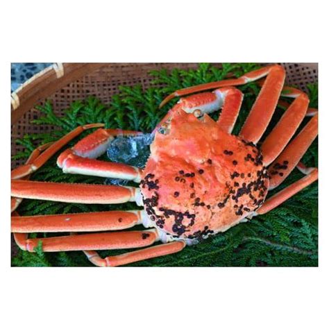 ふるさと納税 カニ ずわいガニ 石川県 内灘町 ズワイ蟹小（ボイル）1杯（期間限定商品 発送が1月〜3月になる場合があります。 ふるさと