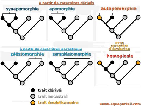 Plésiomorphie Définition Et Explications