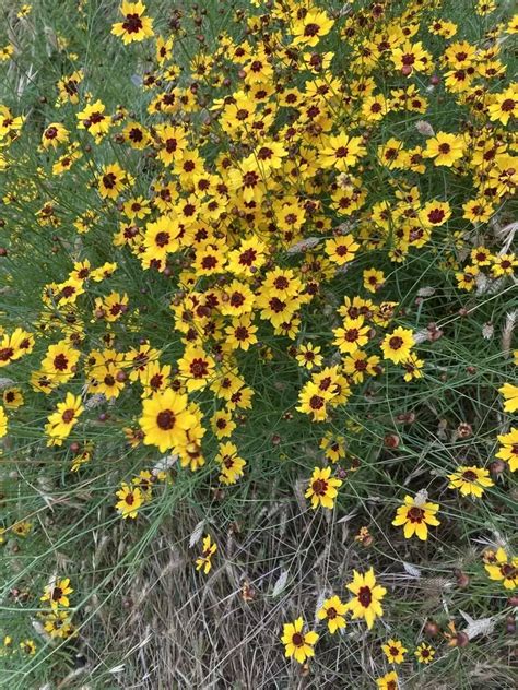 Coreopsis Tinctoria Web Page Navigationwildflowers Golden Tickseed