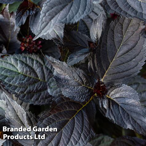 Hydrangea Macrophylla First Editions® Eclipse Thompson And Morgan