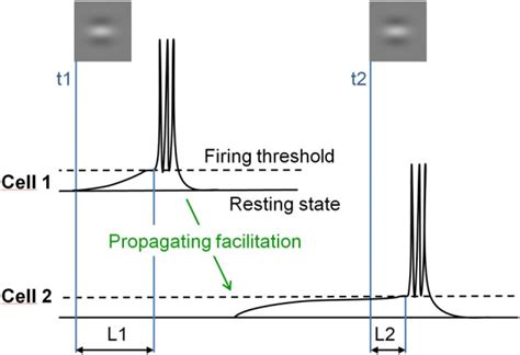 Illustration Of The Hypothesis Responses Of Two Orientation Selective Download Scientific