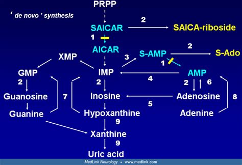 Adenylosuccinate Lyase Deficiency Medlink Neurology
