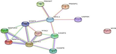 String Proteinprotein Interaction Ppi Analyses Ppi Network