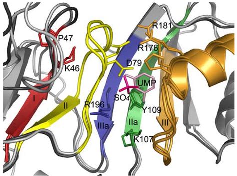 Figure 2 From The Crystal Structure Of E Coli Rrna Pseudouridine Synthase Rlue Semantic Scholar