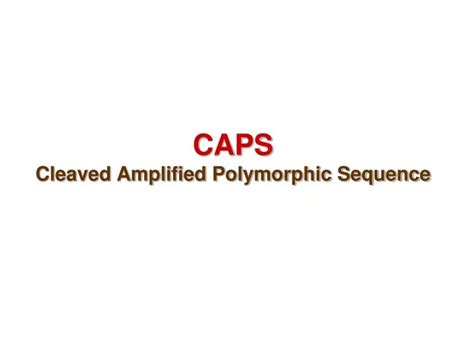 Ppt Caps Cleaved Amplified Polymorphic Sequence Powerpoint Presentation Id