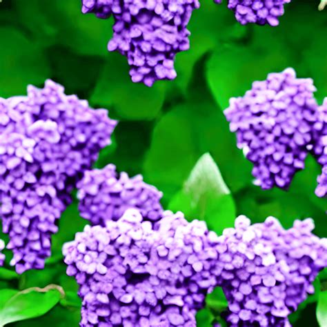 Lilac Pattern · Creative Fabrica