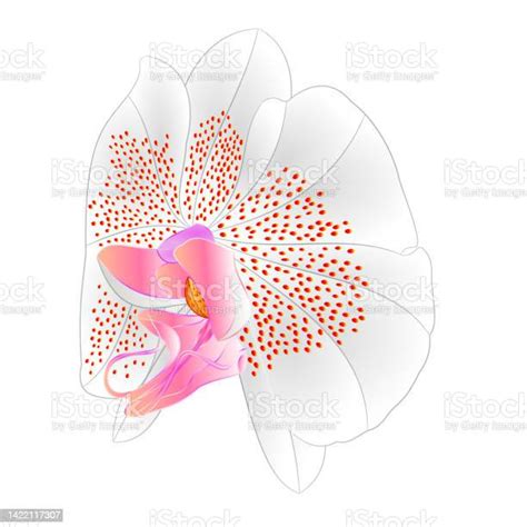 난초 Phalaenopsis 꽃 흰색 색상 자연 꽃 열 네 흰색 배경 수채화 빈티지 벡터 편집 가능한 일러스트 레이 션 손