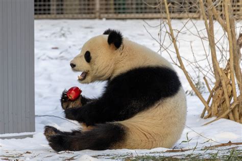 first look at the new pandas in dc washingtonian